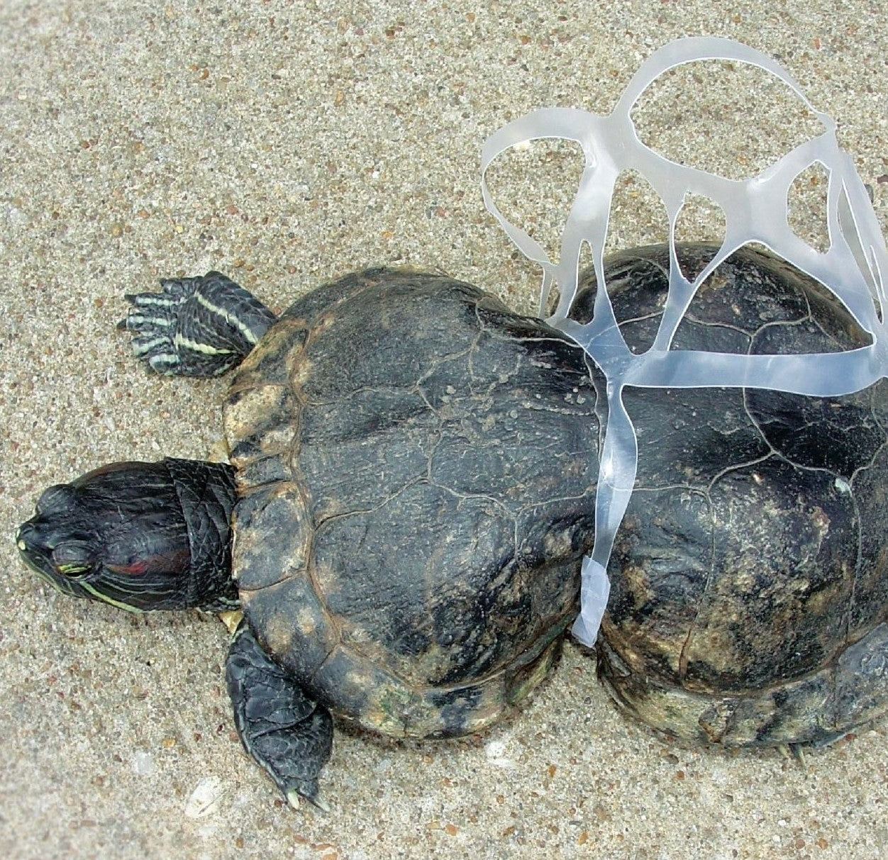 Easy Swaps to Cut Single-Use Plastics | Eco Cheeks