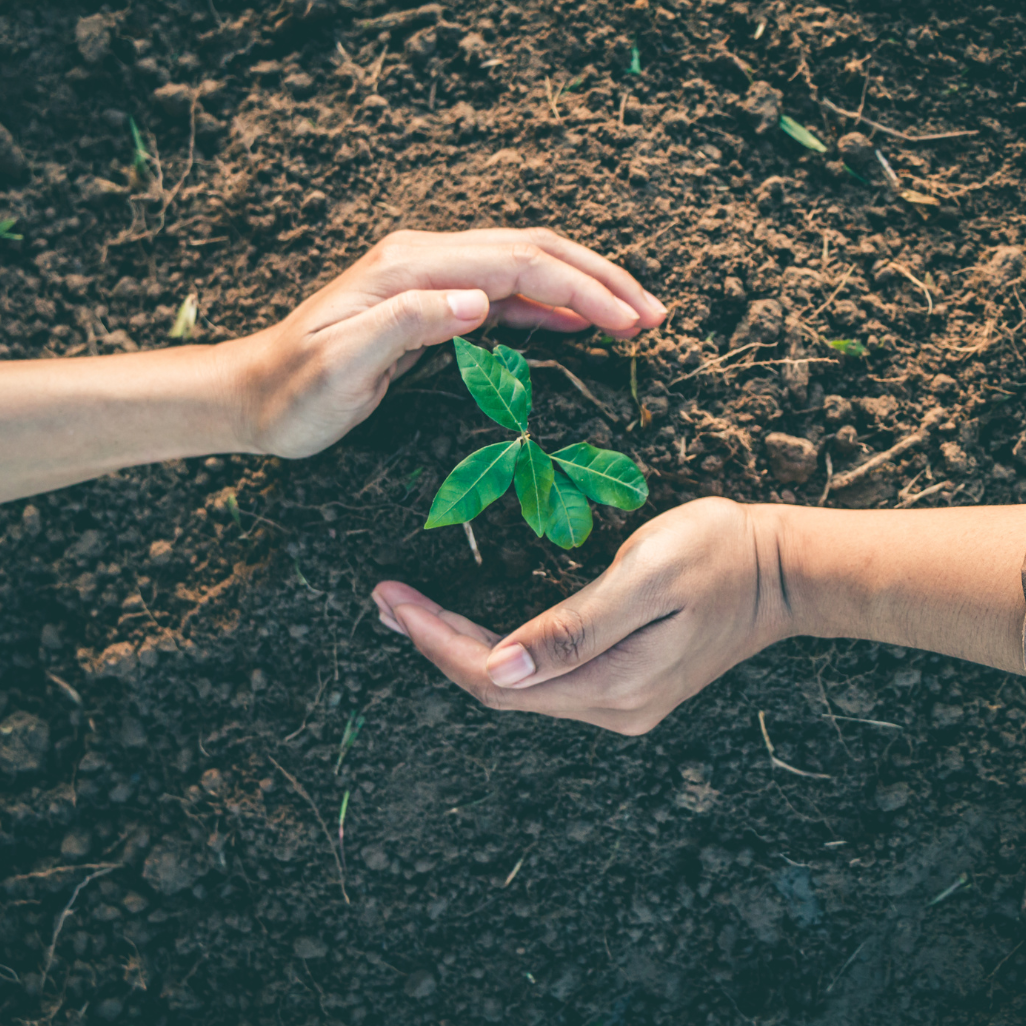 The Benefits of Trees in Australia | Eco Cheeks